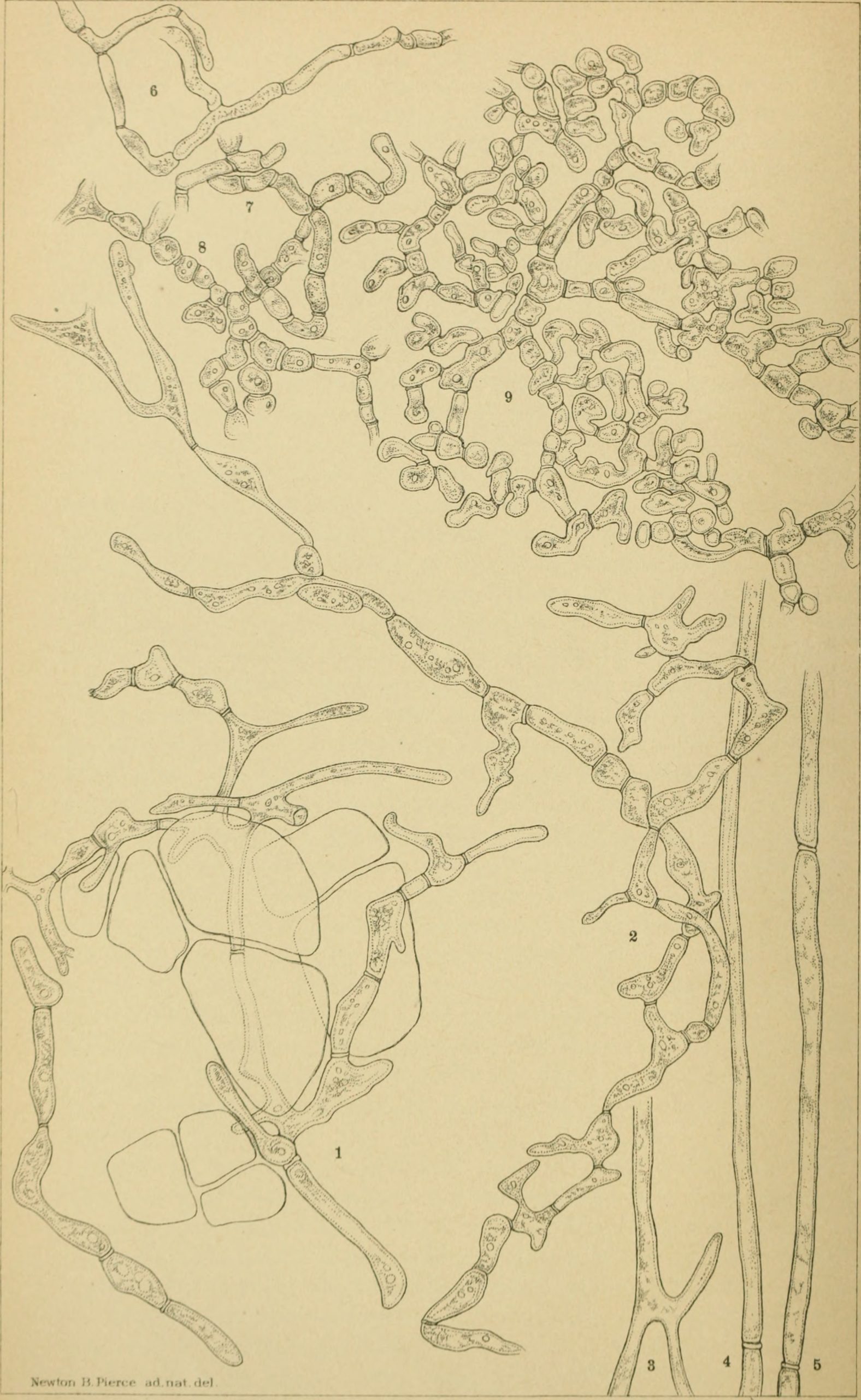 3D Printed Scaffolds For Growing Mycelium - 3D Rapid Print